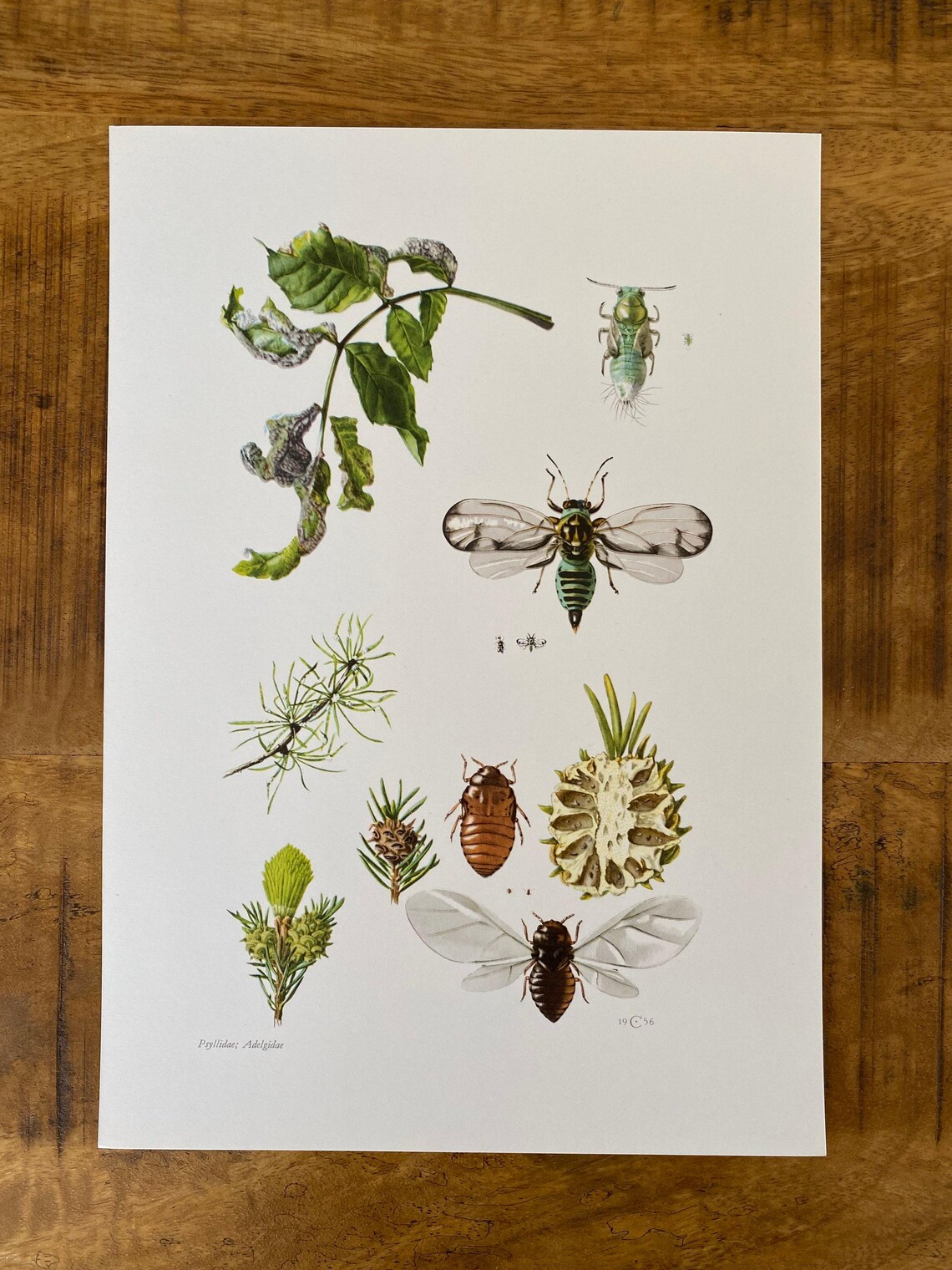 Vintage 1960s Entomology Print: Plant Lice Illustration, Natural ...