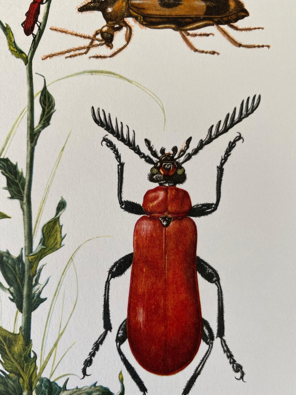 Entomology Wall Art: Fire-colored Beetle Print, 1960s Insect ...