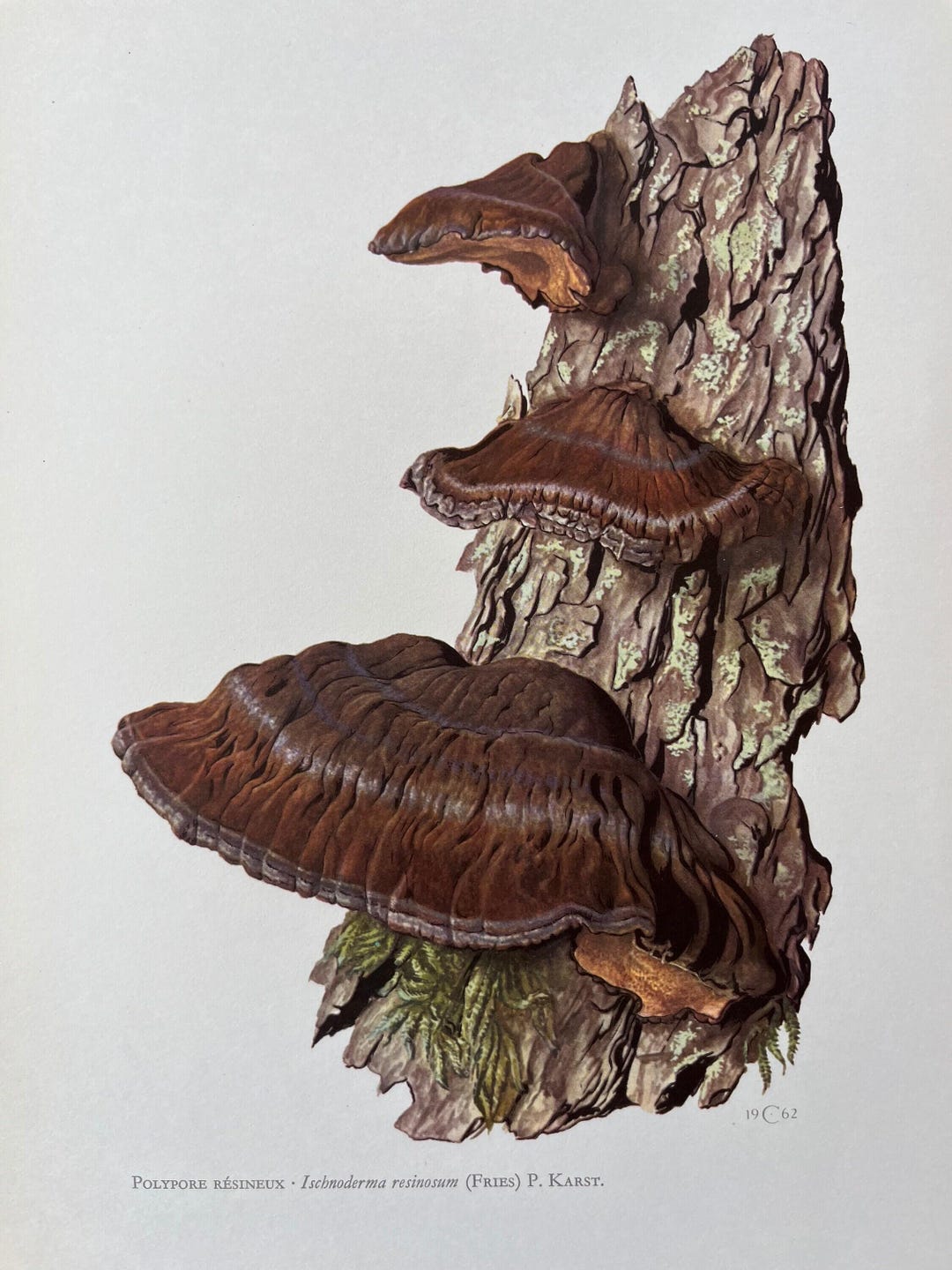 Ischnoderma Resinosum Print, Vintage Mushroom Lithograph, 1960s Biology ...