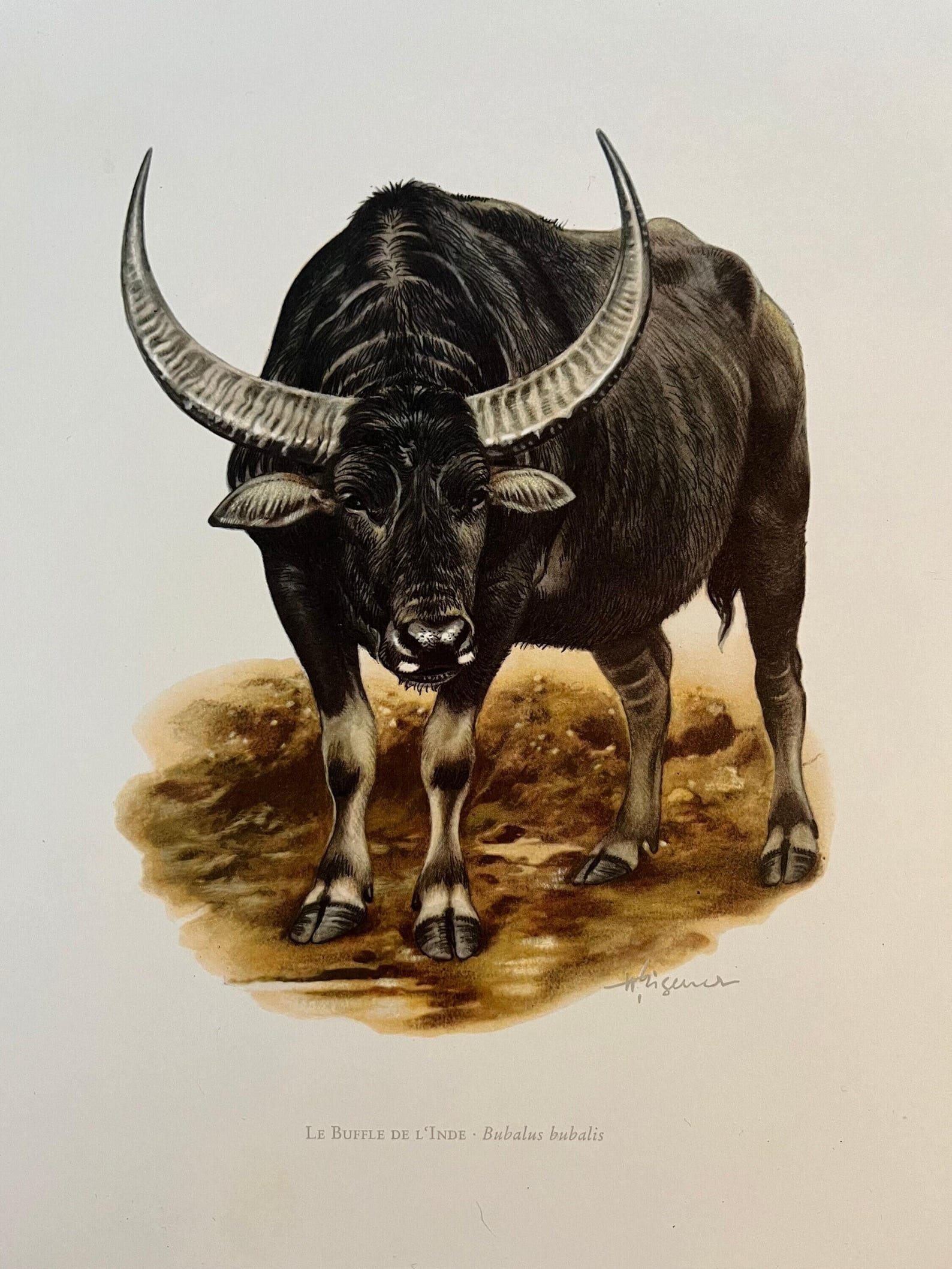 Vintage Water Buffalo Print, 1960s Zoology Lithograph - Etsy