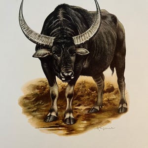 Vintage Water Buffalo Print, 1960s Zoology Lithograph - Etsy