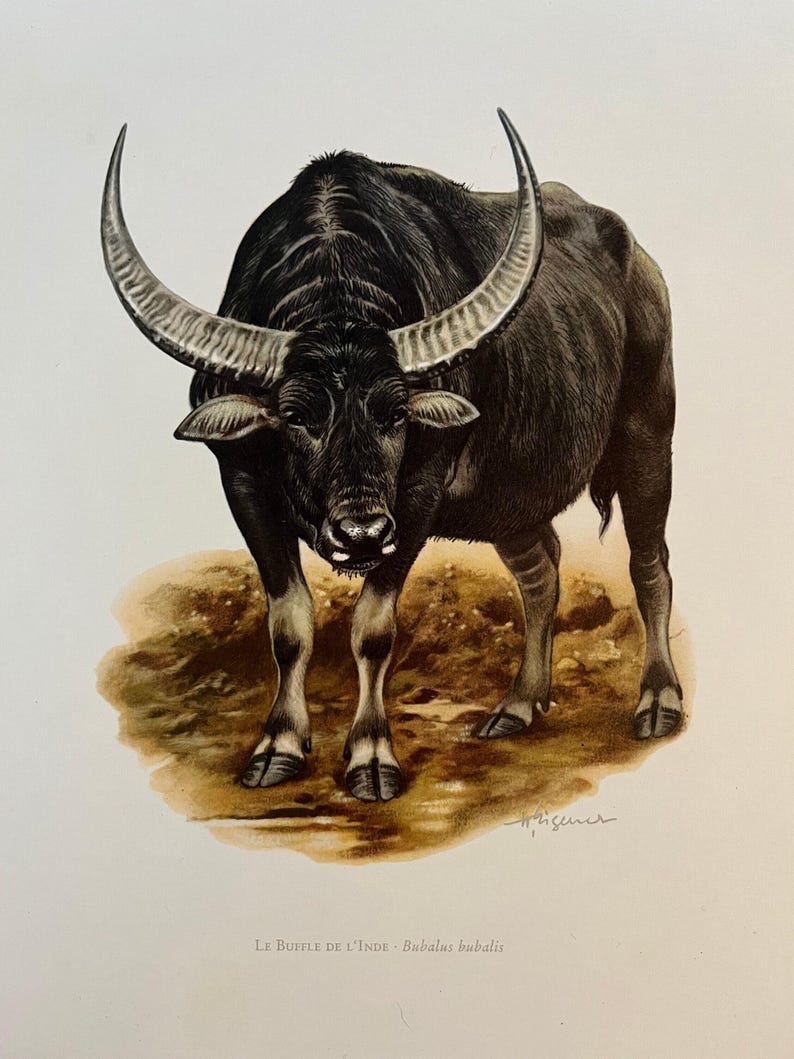 Vintage Water Buffalo Print, 1960s Zoology Lithograph - Etsy