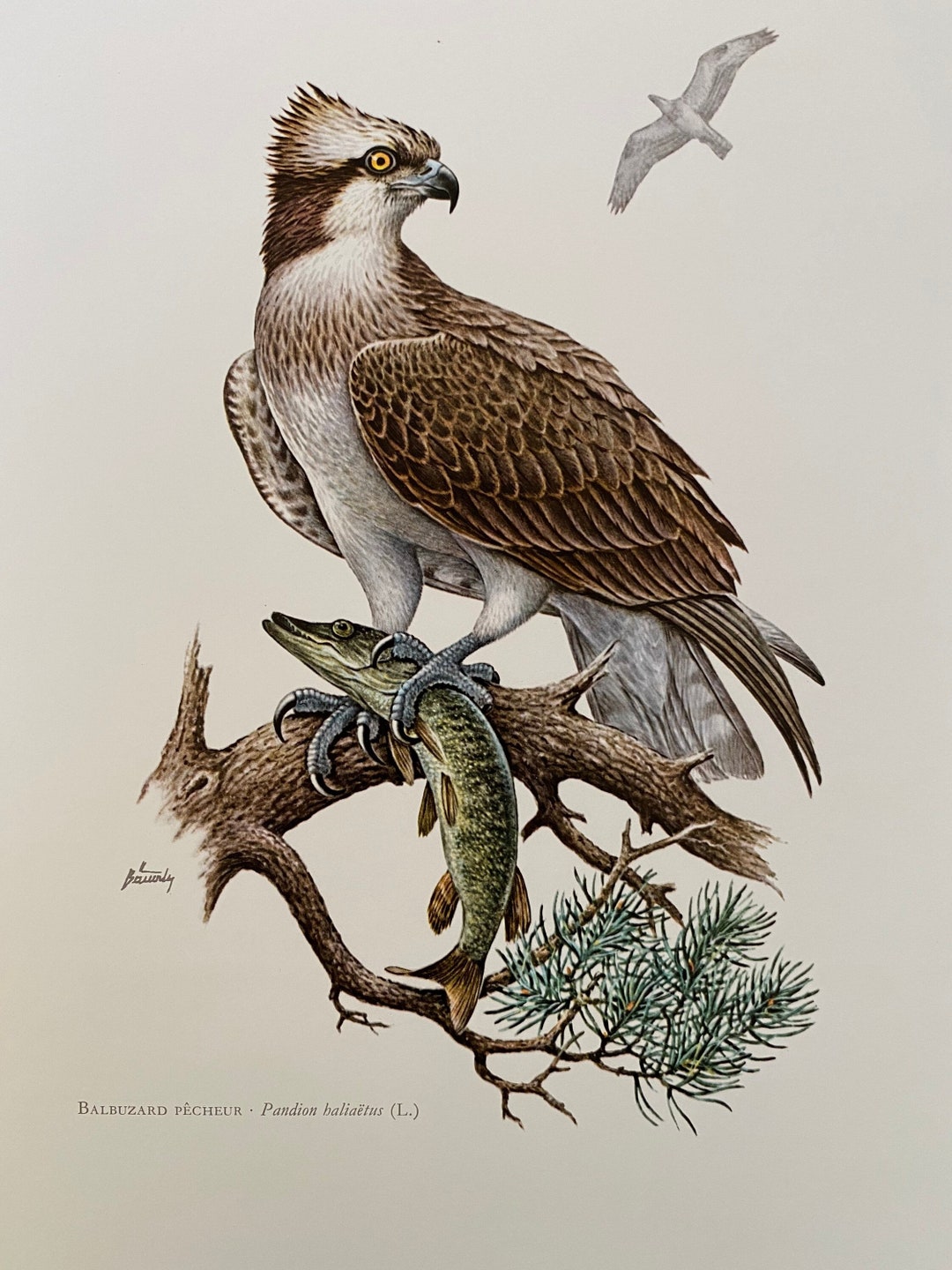 OSPREY HAWK Bird Print. Antique and Vintage Ornithology and Biology ...