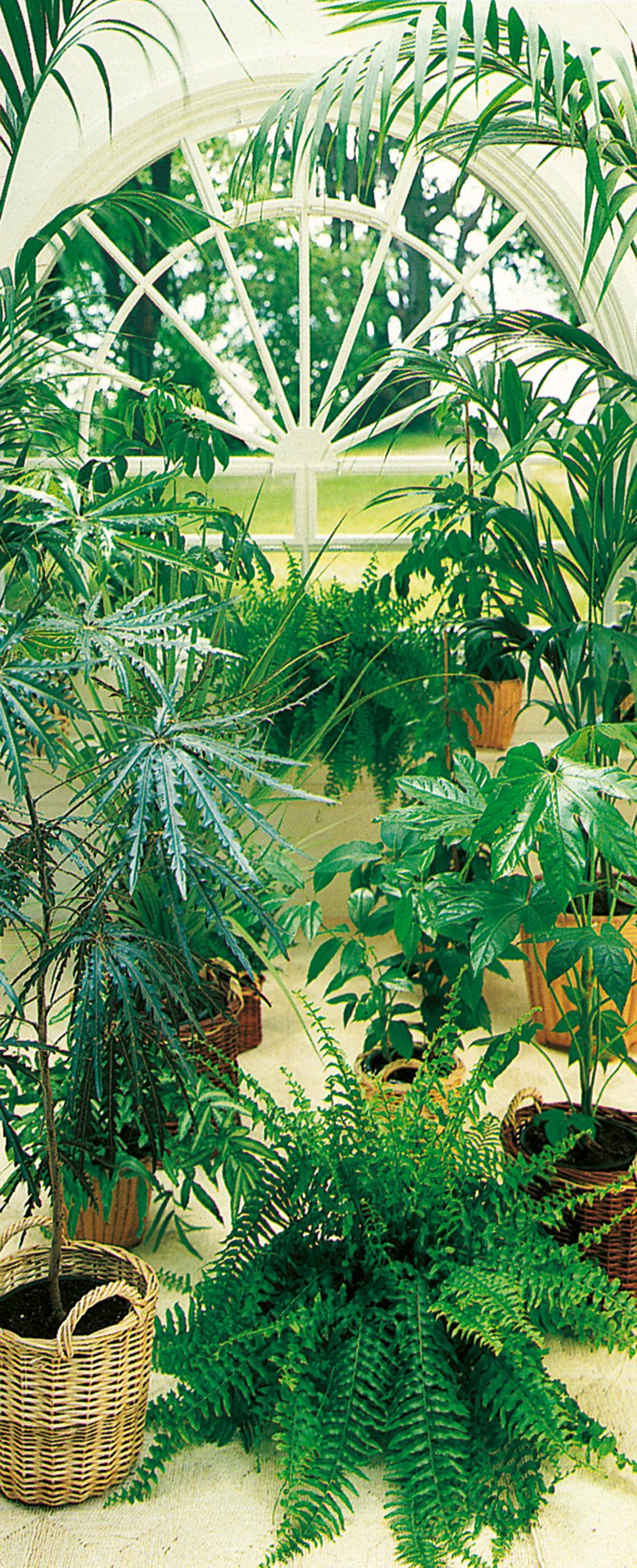Conservatory Plants Photo Wallpaper Door Mural - Komar - 577 - Etsy