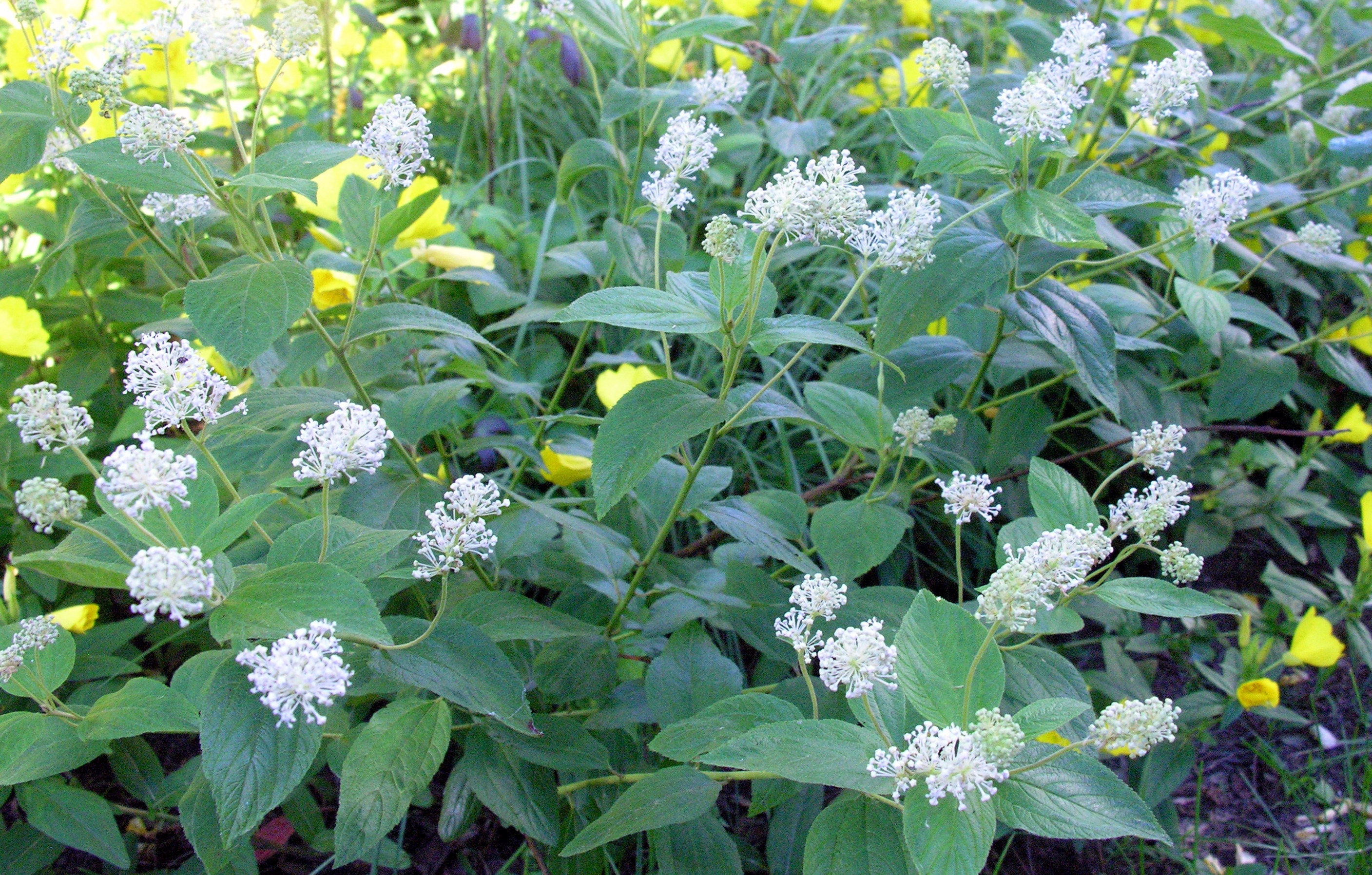 Red Root Tincture | Etsy