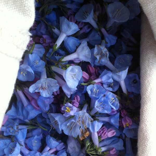 Virginia Bell - Etsy