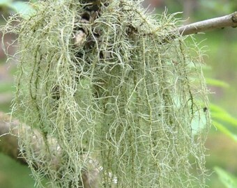Usnea Double Extract Tincture Old Mans Beard Tincture Usnea Lichen ...