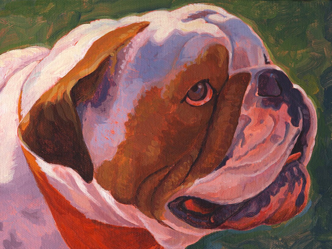 Bull Dog Profile Portrait - Etsy