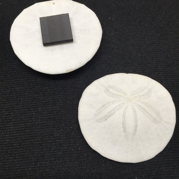 Sand Dollar Painting - Etsy