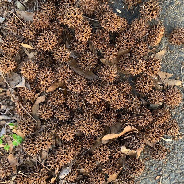 Sweet Gum Tree Balls - Etsy