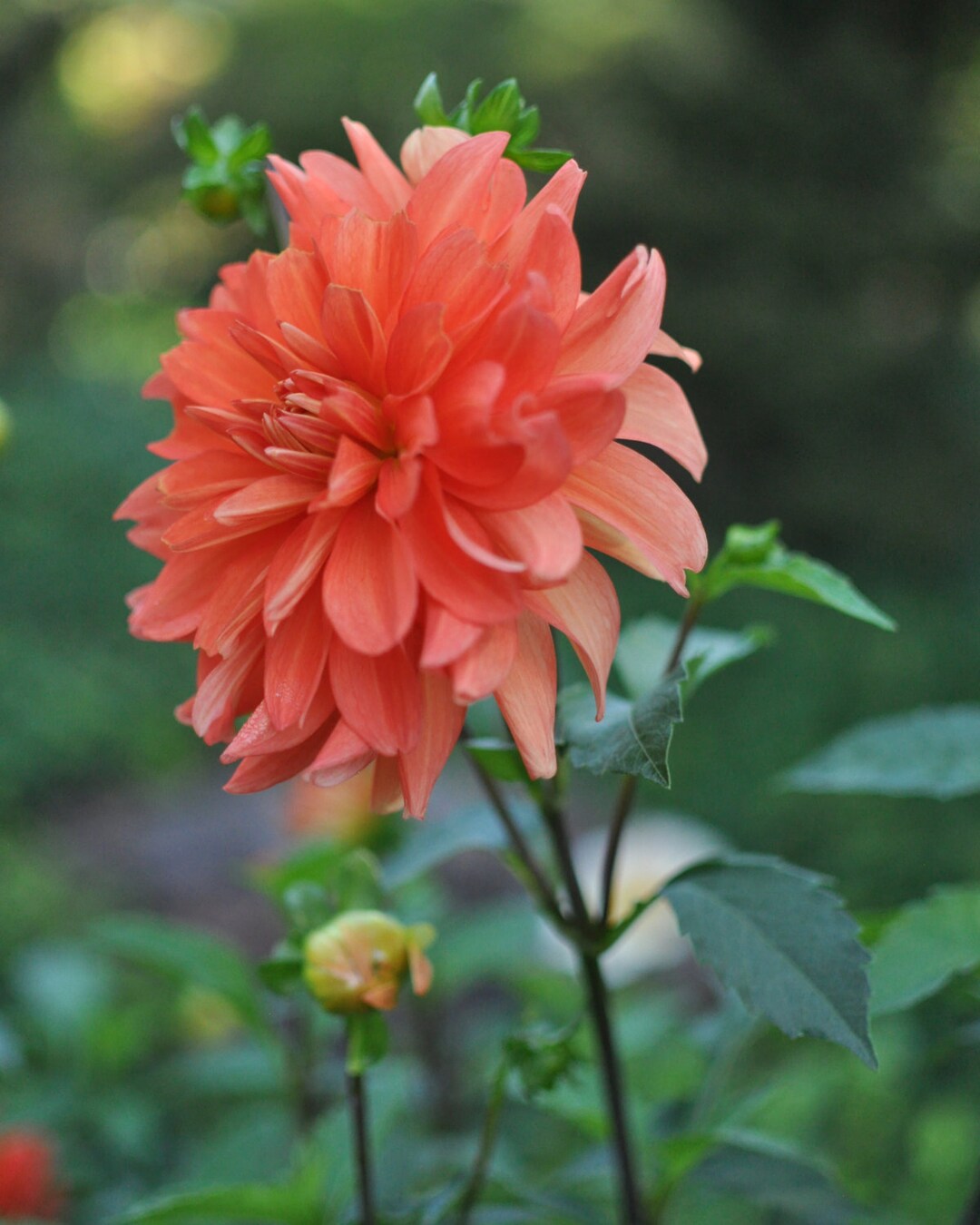 Orange Flower, Digital Photography - Etsy