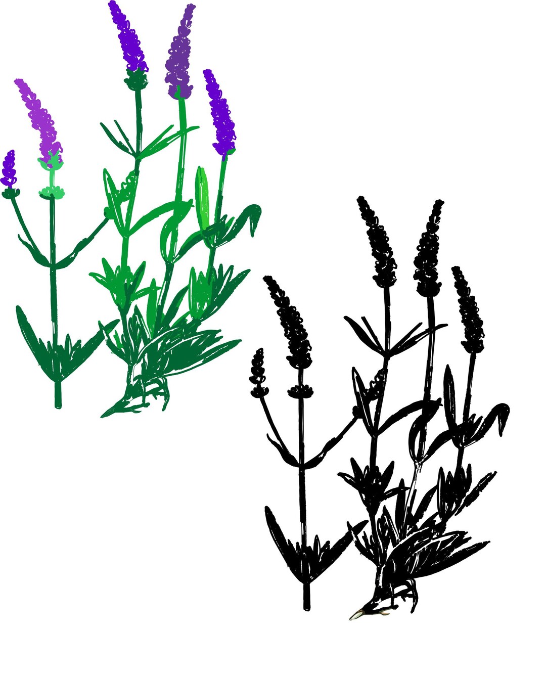 Lavender SVG PNG Clipart Purple Lavandula Flowering Plant Disstresed ...