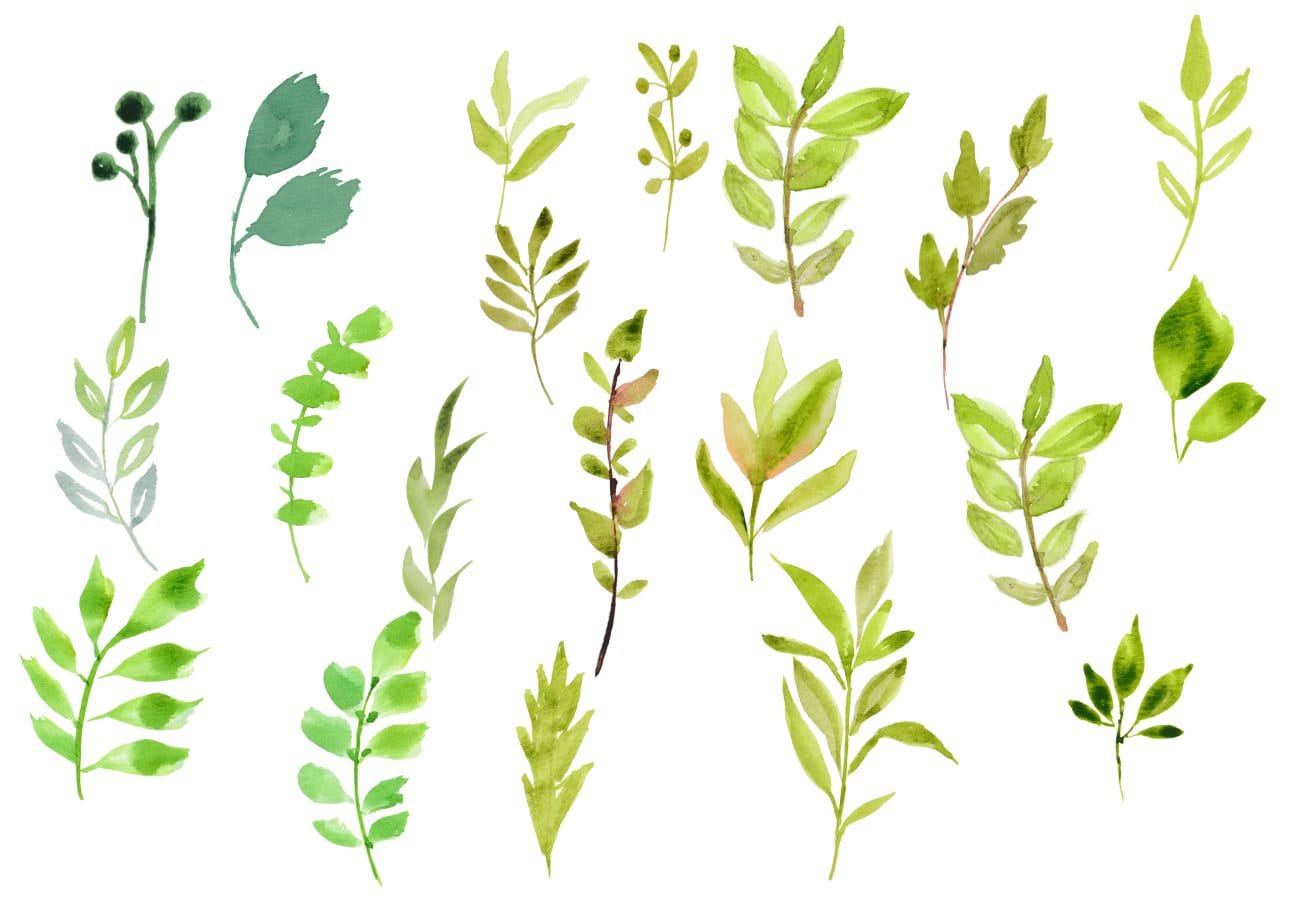 Greenery Clip Art Watercolor Foliage Green Leaves | Etsy
