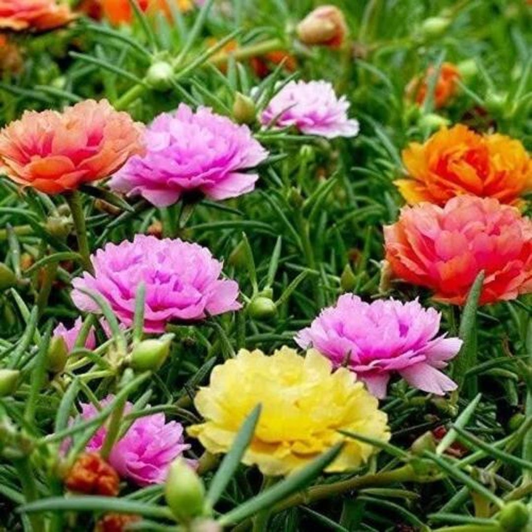 Portulaca Grandiflora Seeds Extra Double Mixed Portulaca Mexican Rose ...