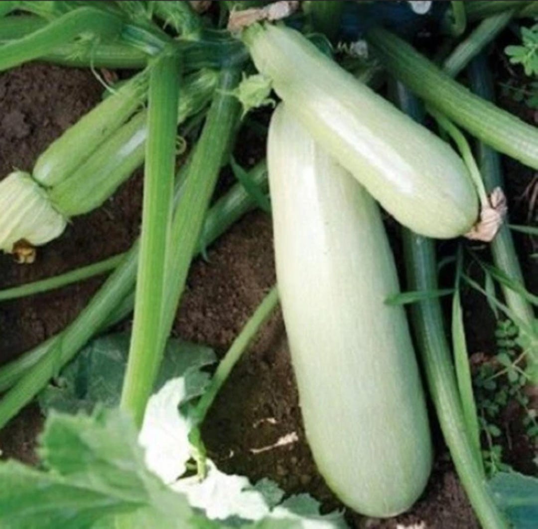 WHITE DI SICILIA Marrow Seeds White Marrow Zucchini Courgette Vegetable ...