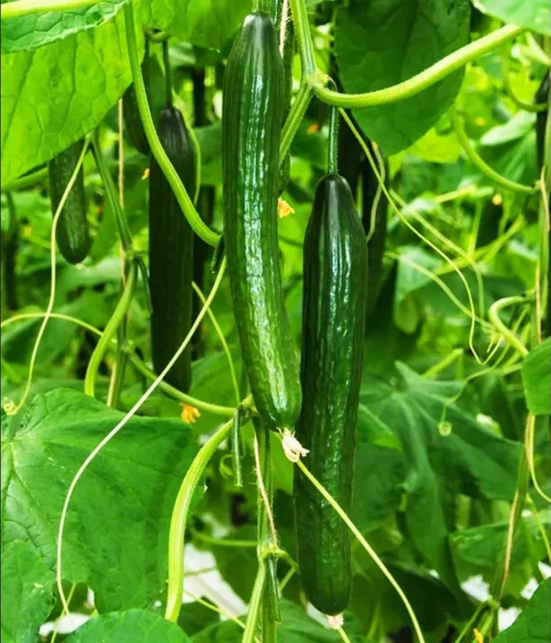 JAPANESE CUCUMBER SEEDS Japanese Long Burpless Seeds Vegetable Garden ...
