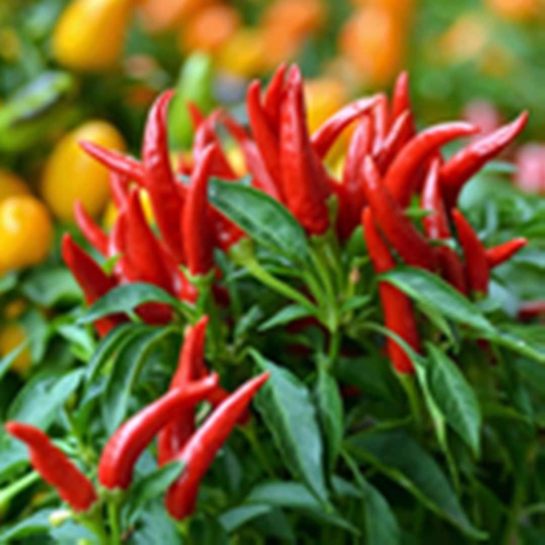 THAI CHILLI SEEDS Heirloom Hot Chilli Heavy Yield Extreme Hot Chili ...