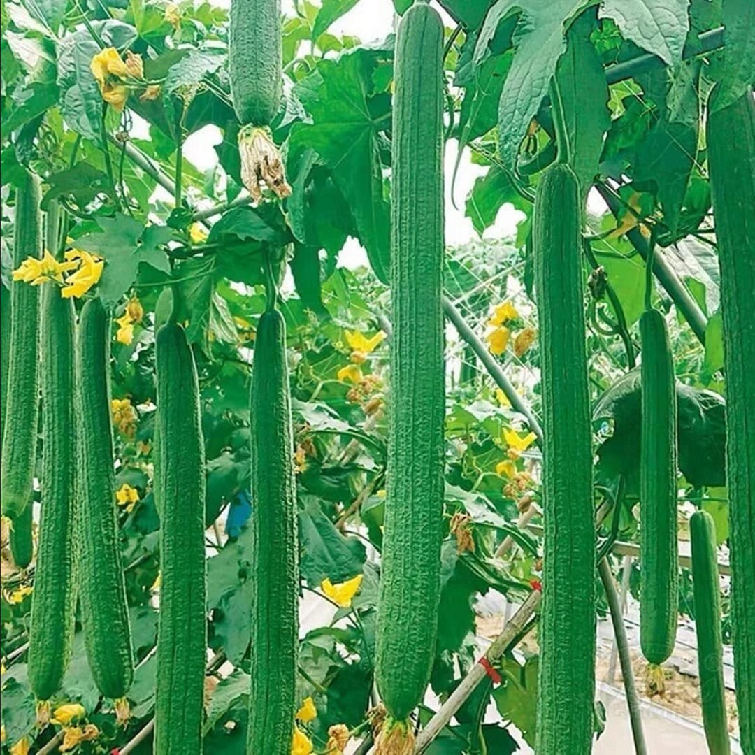 LUFFA GOURD SEEDS Smooth Extra Long Asian Luffa Seeds Tropical ...