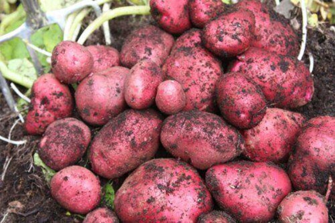 Seed Potato Red Pontiac Potato Seeds Vegetable Seeds Red Pontiac Seed ...
