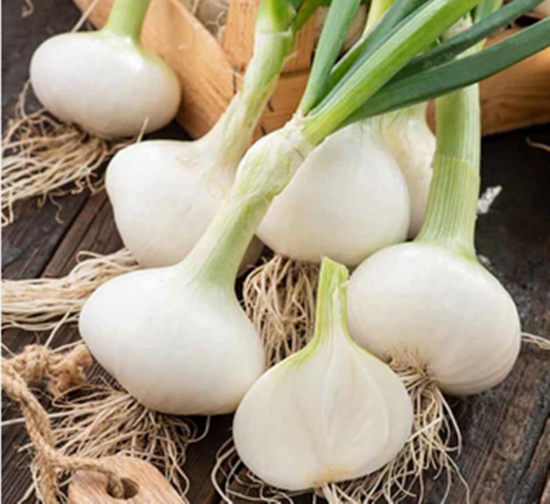 Early White Grano Onion Seeds Vegetable Garden Heirloom White Onion ...