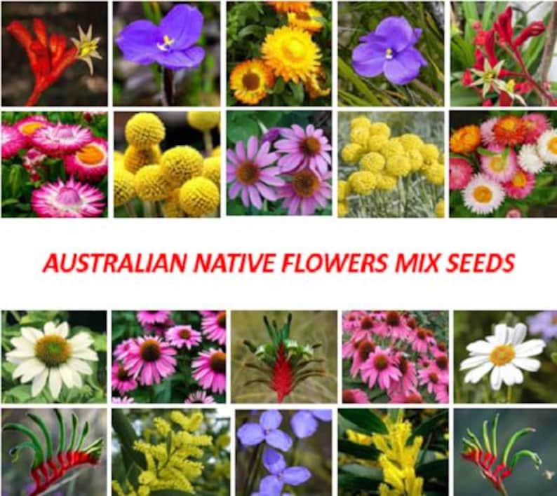 Australian Native Flowers Mix Seeds Flower Garden Native Flower Seeds ...