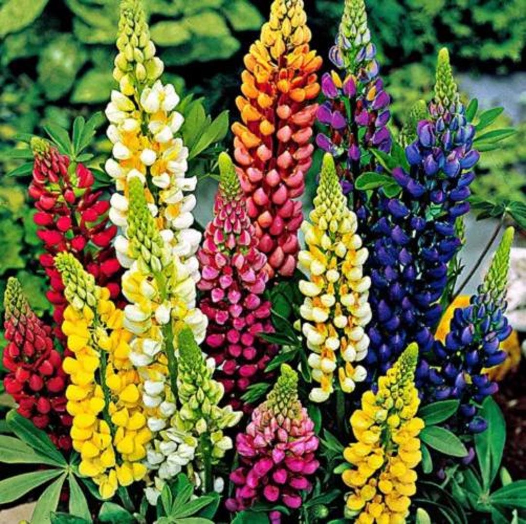 Russel Lupine Mix Flower Seeds Perennial Flower Garden Lupinus ...