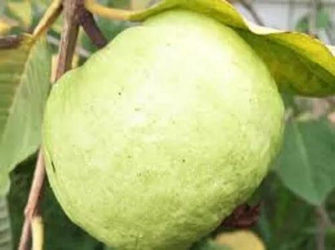 Giant Guava Seeds Sweet Fruit Seeds Kilo Guava White Psidium Guajava ...