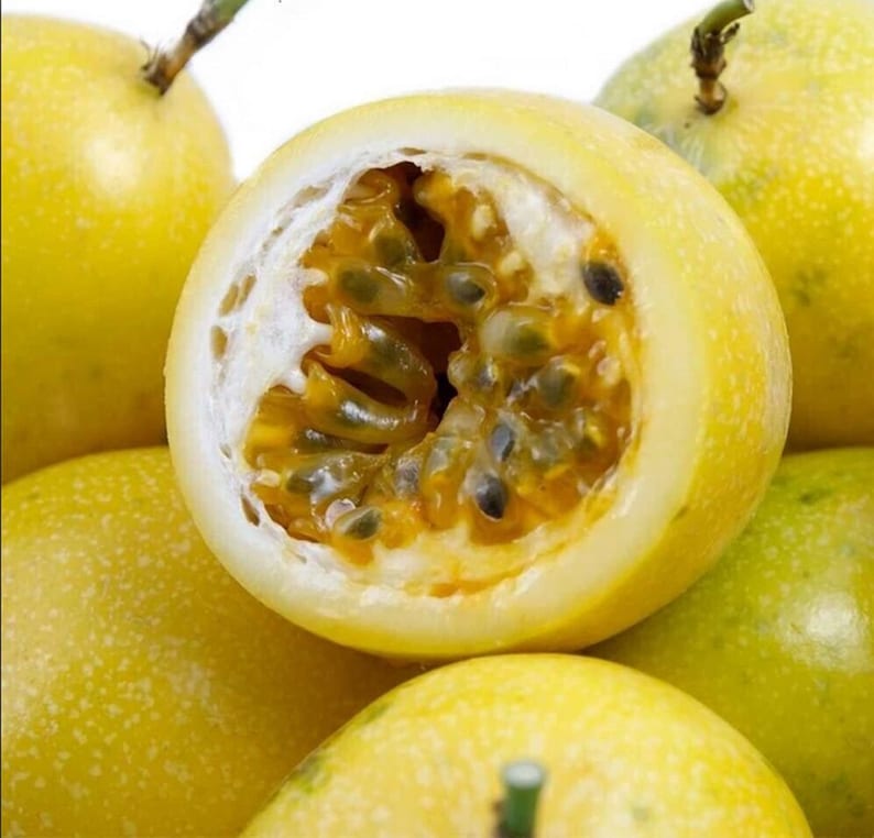 Panama Gold PASSION FRUIT SEEDS Organic Yellow Passionfruit Seeds ...