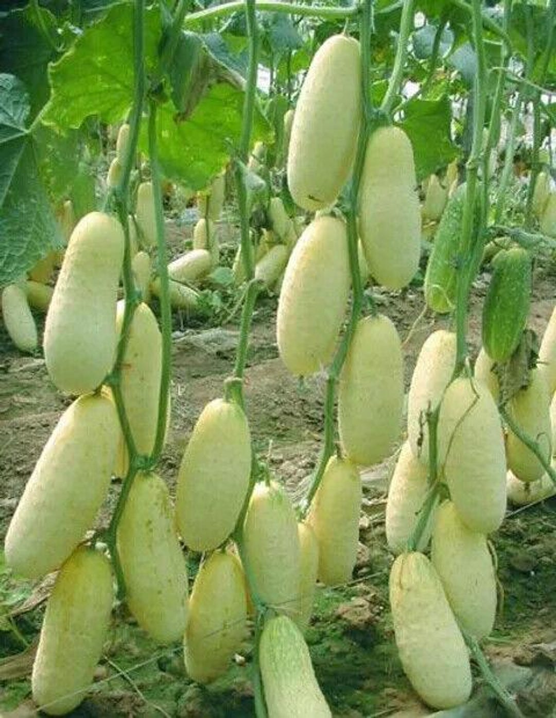 Cucumber Redlands Long White Seeds Spring Summer Heirloom Vegetable ...