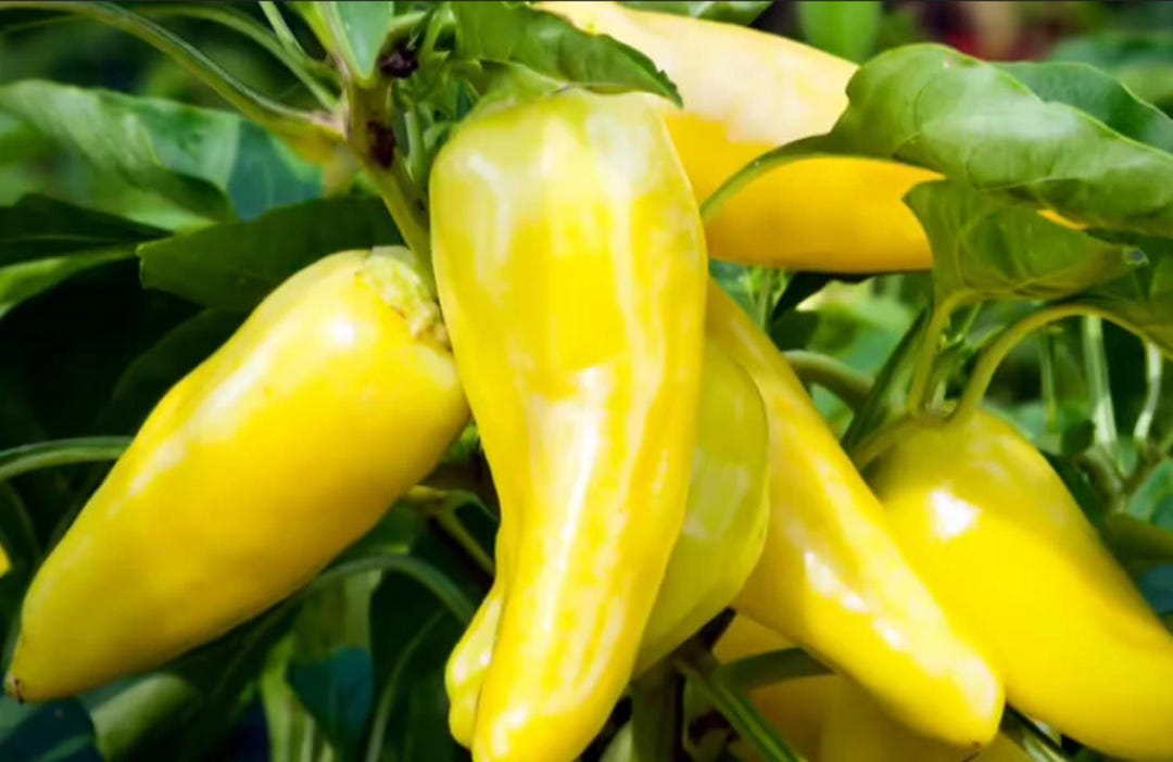 Capsicum Graines de banane douce Graines de légumes sans chaleur ...