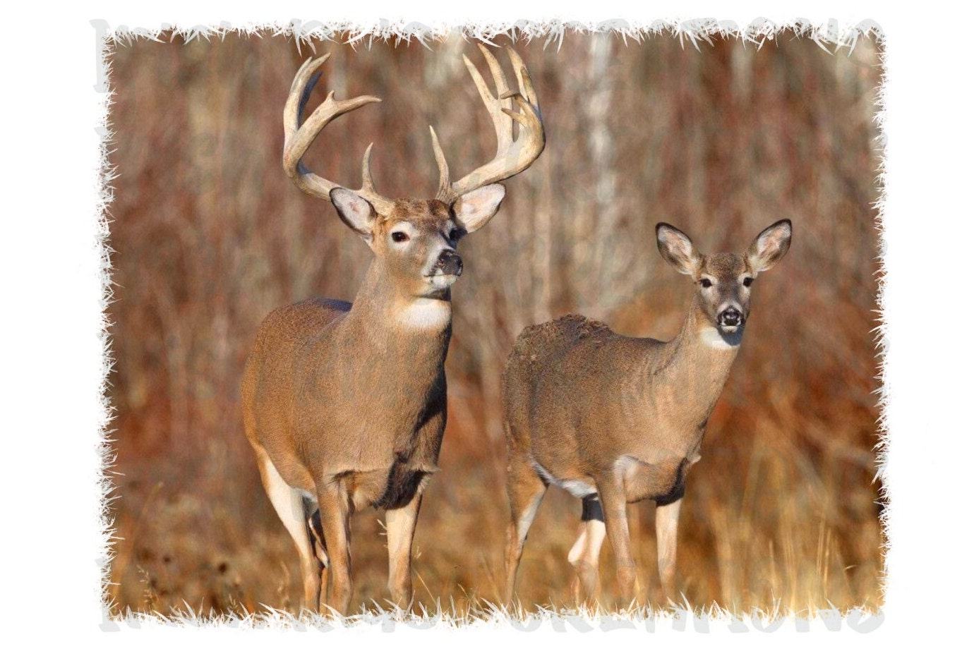 White Tailed Deer Buck And Doe