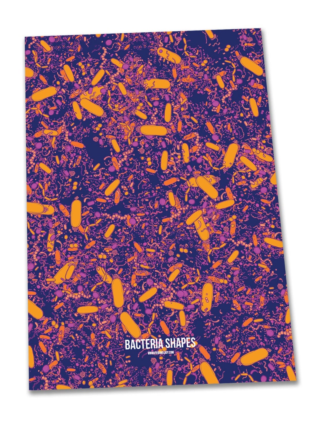 Bacteria Shapes Microscope