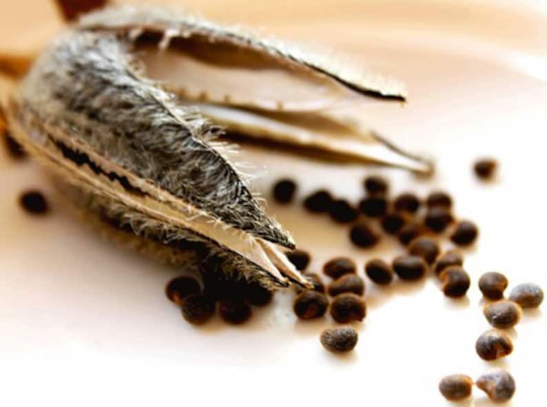 1oz/30ml Rare Ambrette Seed Essential Oil 100% Pure (Abelmoschus ...