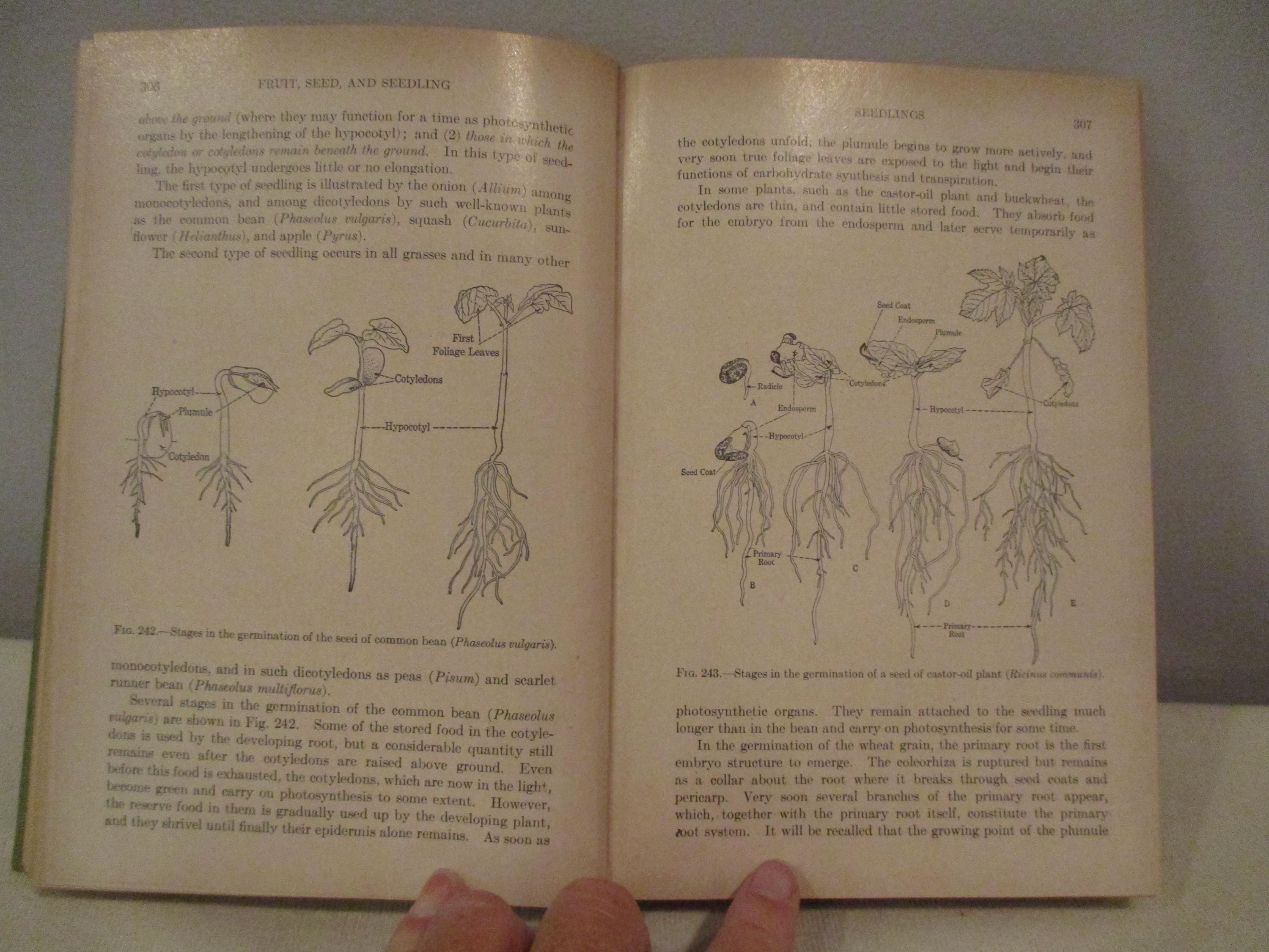 1948 Botany Textbook,a Textbook of General Botany for Colleges and ...