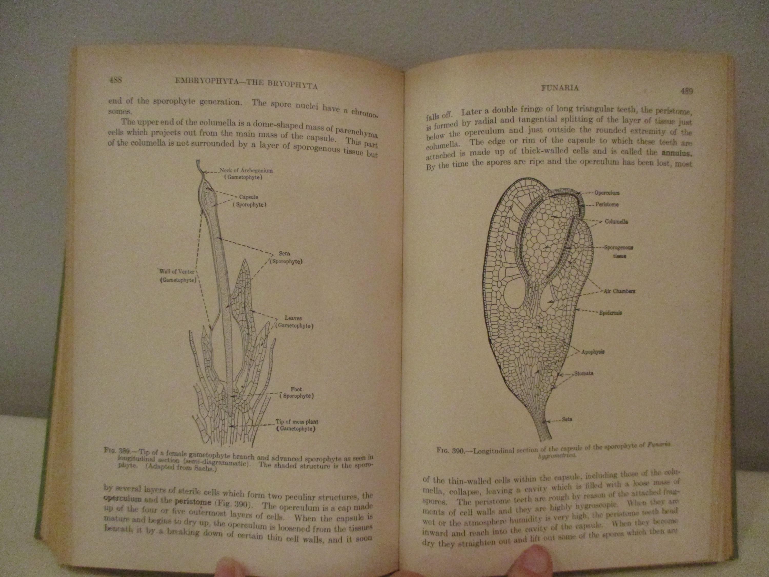 1948 Botany Textbook,a Textbook of General Botany for Colleges and ...