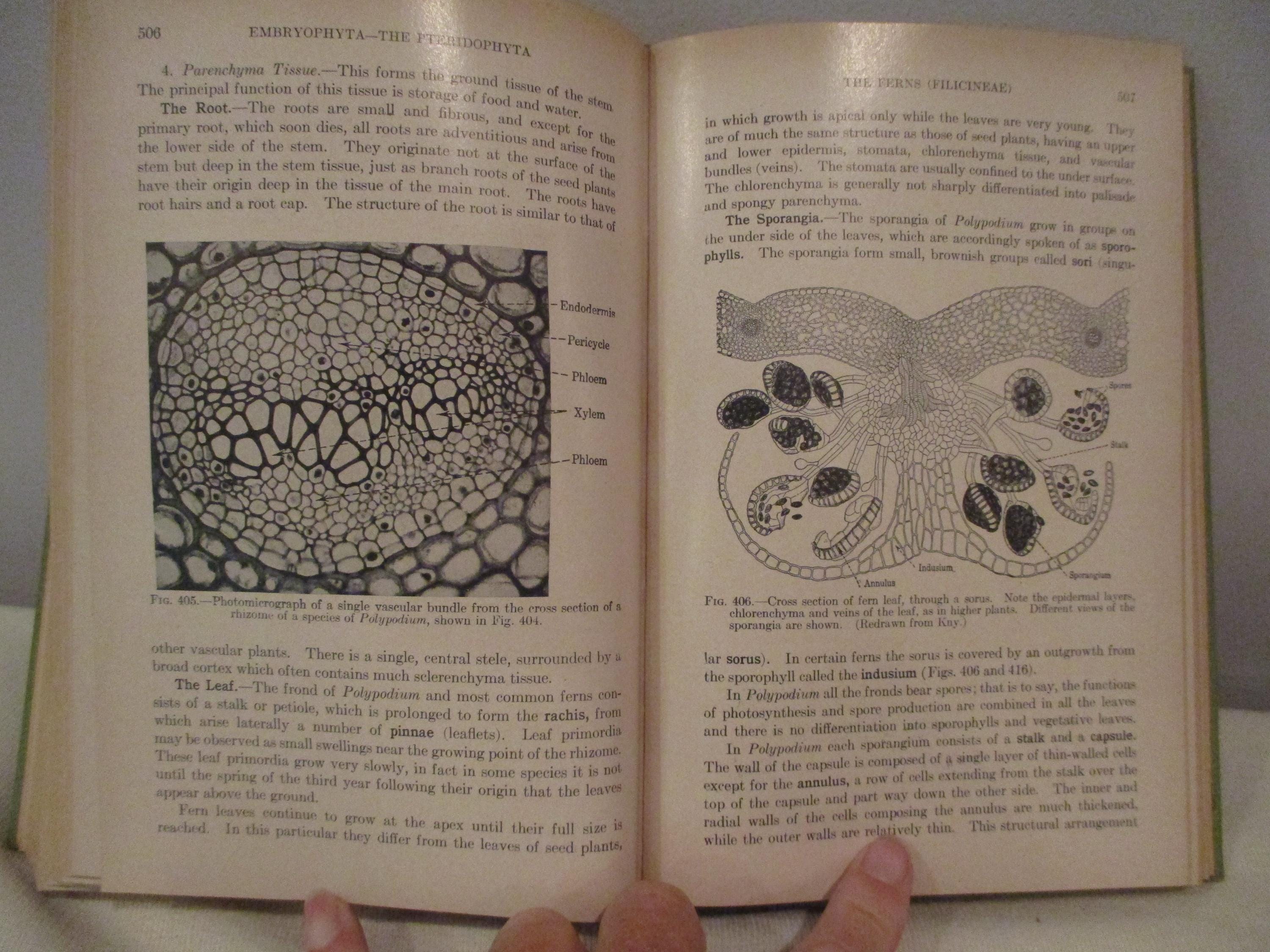 1948 Botany Textbook,a Textbook of General Botany for Colleges and ...