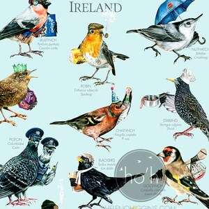 Common Garden Birds of Ireland A3 Art Print Illustration Painting ...