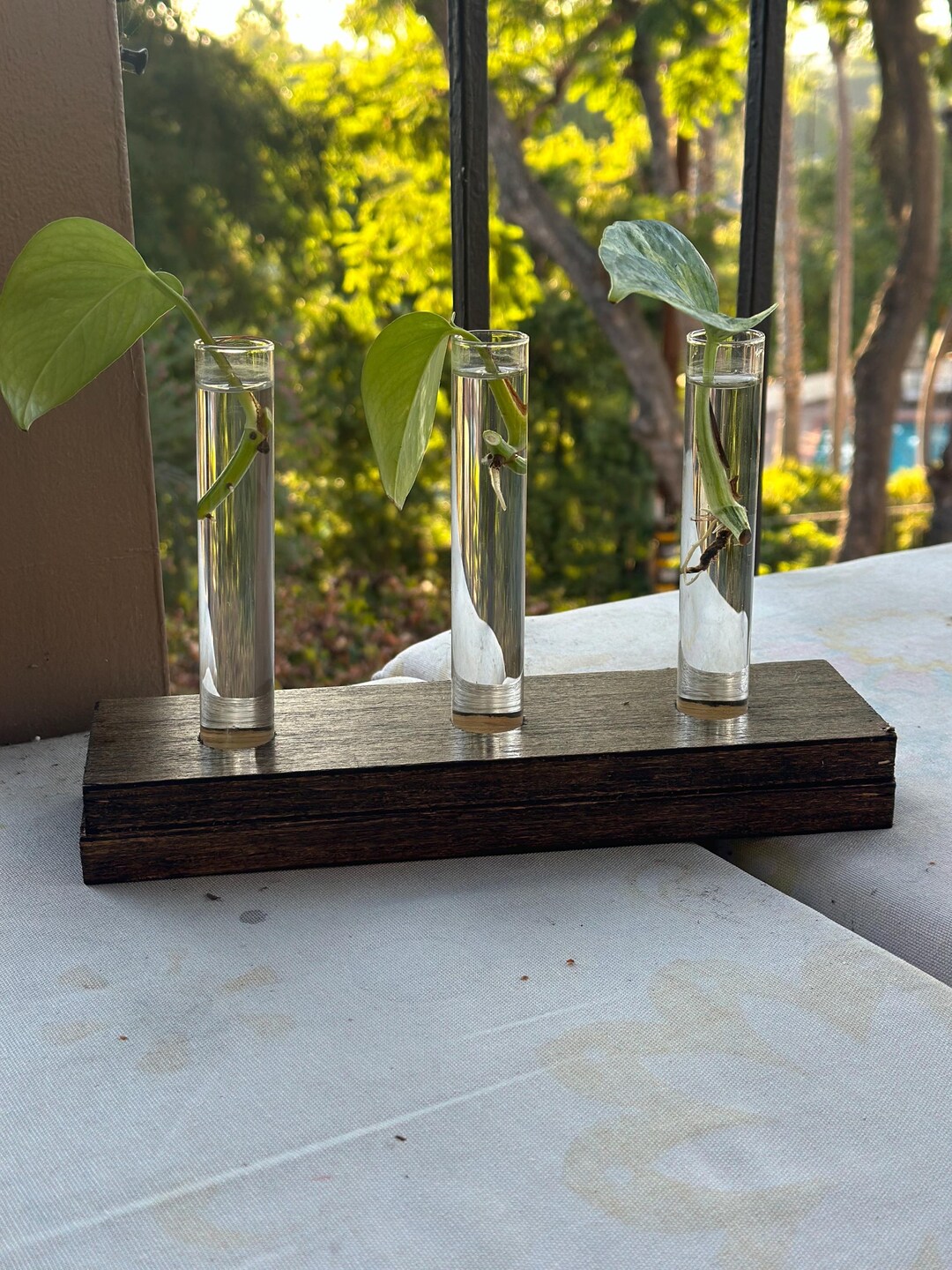 Modern Plant Propagation Kit in Glass Tubes - Etsy