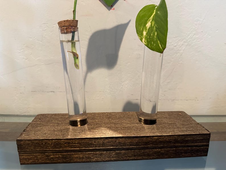 Modern Plant Propagation Kit in Glass Tubes - Etsy