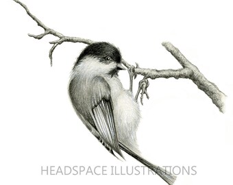 Chickadee drawing | Etsy