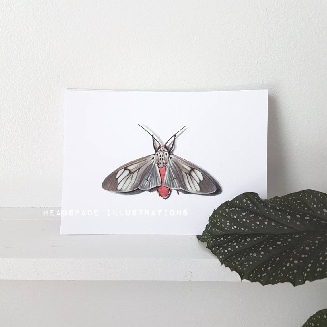 ORIGINAL 5x7 Pink Gray Moth Colored Pencil Art by Headspace - Etsy