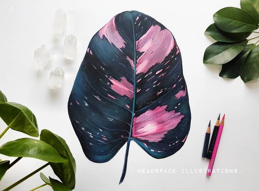 ORIGINAL Pink Princess Philodendron Colored Pencil Botanical Art by ...