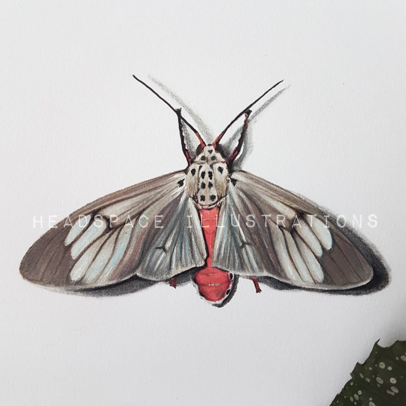 ORIGINAL 5x7 Pink Gray Moth Colored Pencil Art by Headspace - Etsy