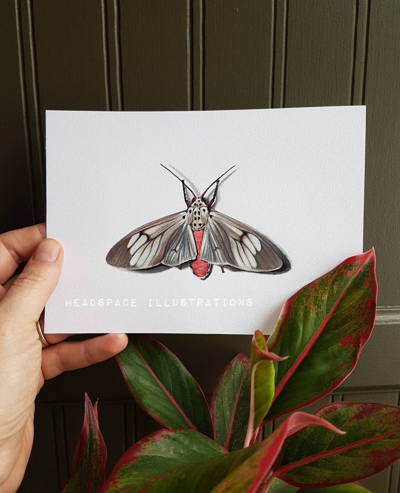 ORIGINAL 5x7 Pink Gray Moth Colored Pencil Art by Headspace - Etsy