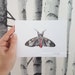 ORIGINAL 5x7 Pink Gray Moth Colored Pencil Art by Headspace ...