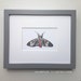 ORIGINAL 5x7 Pink Gray Moth Colored Pencil Art by Headspace - Etsy