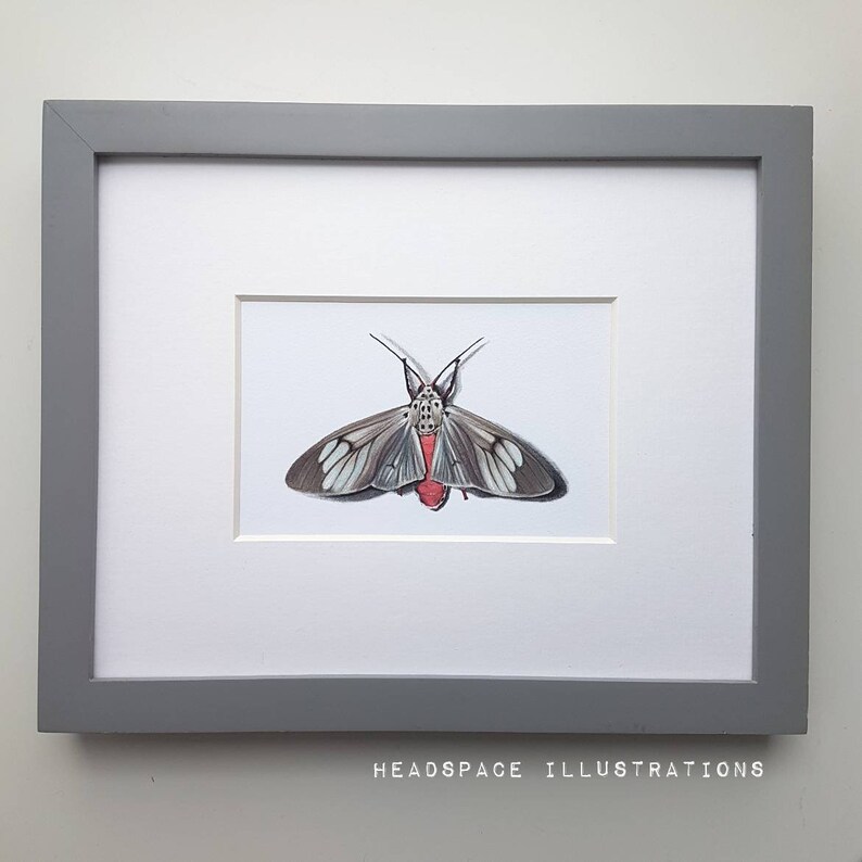 ORIGINAL 5x7 Pink Gray Moth Colored Pencil Art by Headspace - Etsy