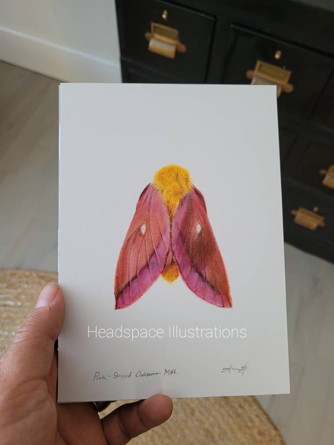 ORIGINAL Pink-striped Oakworm Moth Colored Pencil Art by Headspace ...