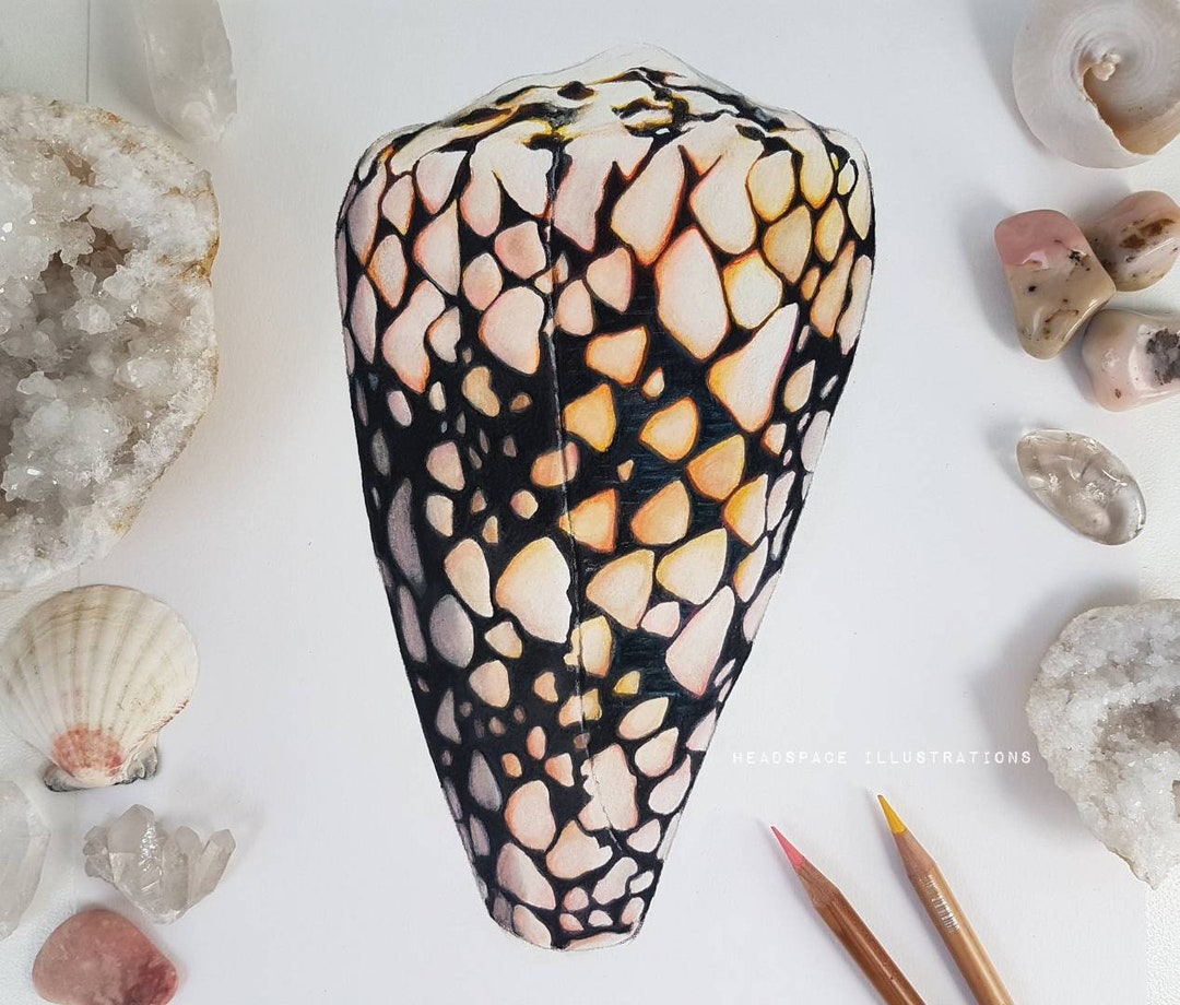 11"x14" ORIGINAL Banded Marble Cone Shell Colored Pencil Art by ...