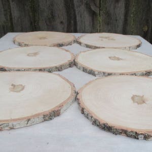 10-11 Inch Birch Slice Wood Slice 1011 Wood - Etsy